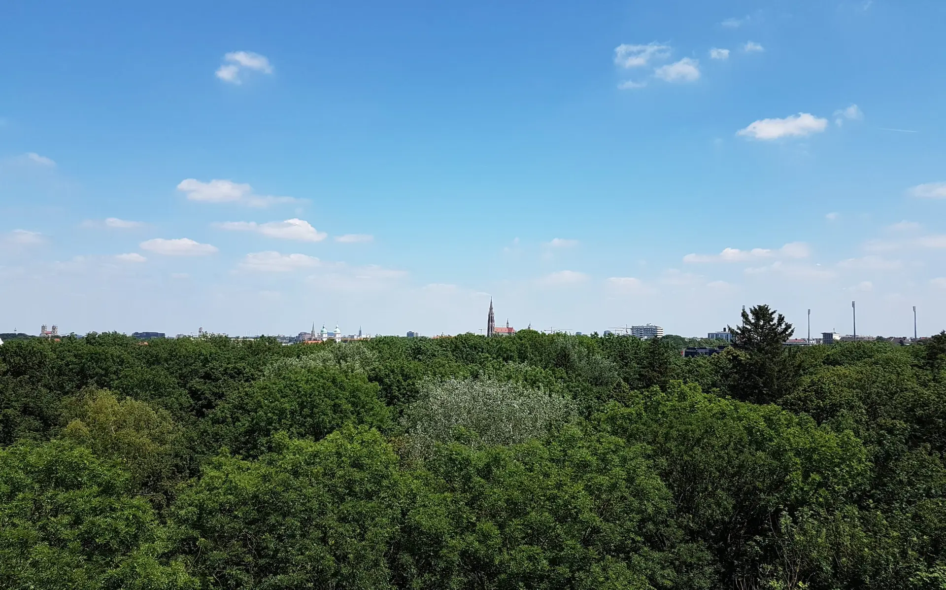 Treem Team - Baumpflege | Für sichere und gesunde Bäume